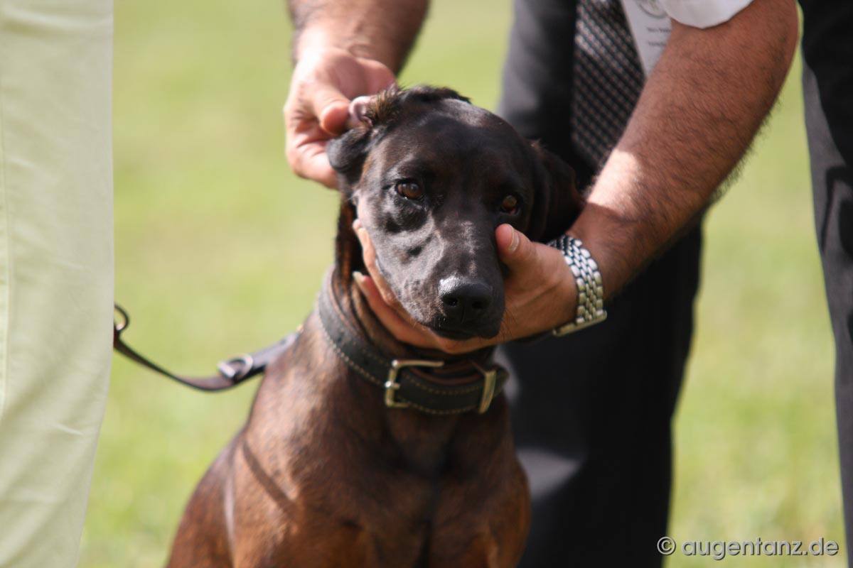 Bayerischer Gebirgsschweißhund ein mittelgroßer Jagdhund. › ACI e.V.