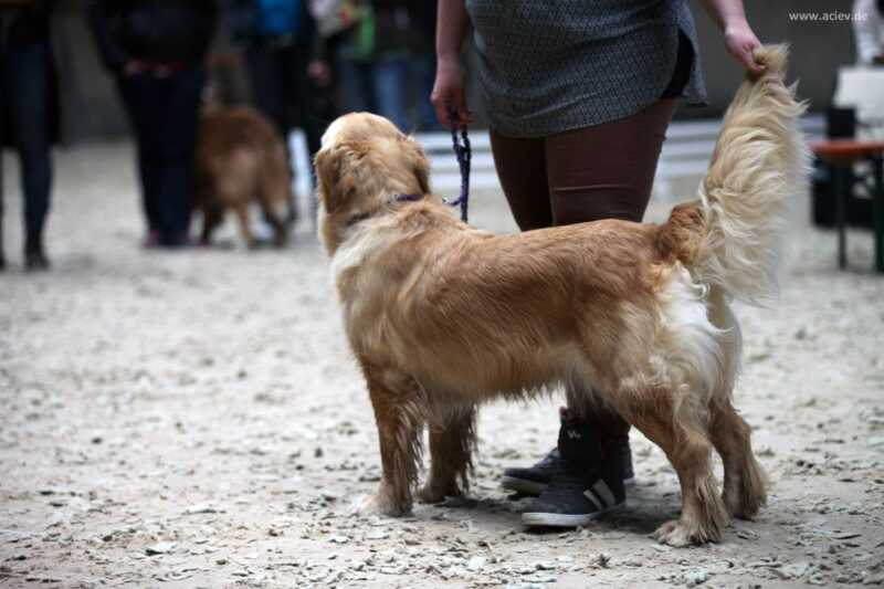 Der Exercise Induced Collapse (EIC) ist eine neuromuskuläre Erkrankung ...