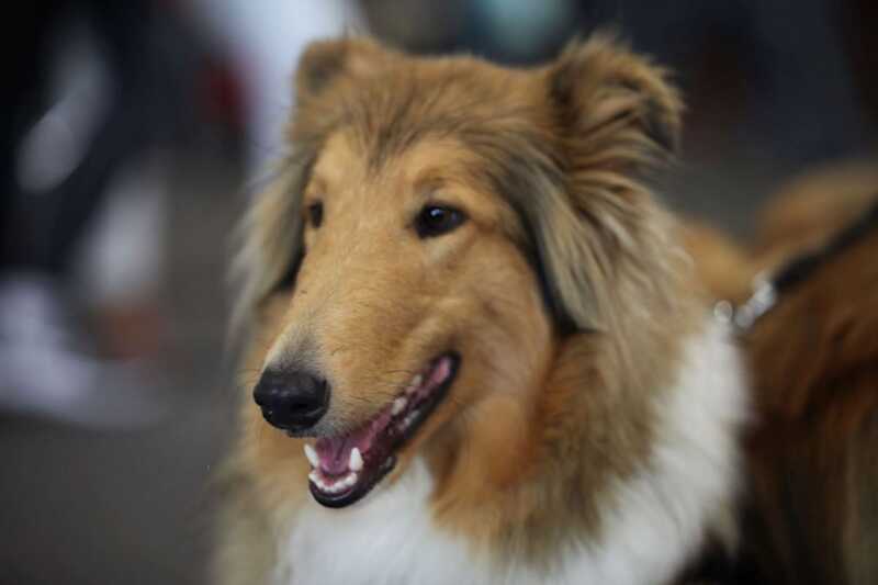 Grey Collie Syndrome - Canine zyklische Neutropenie › ACI e.V.