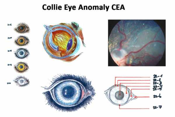 Collie Eye Anomaly CEA - Zuchtbestimmungen verlangen die Untersuchung ...